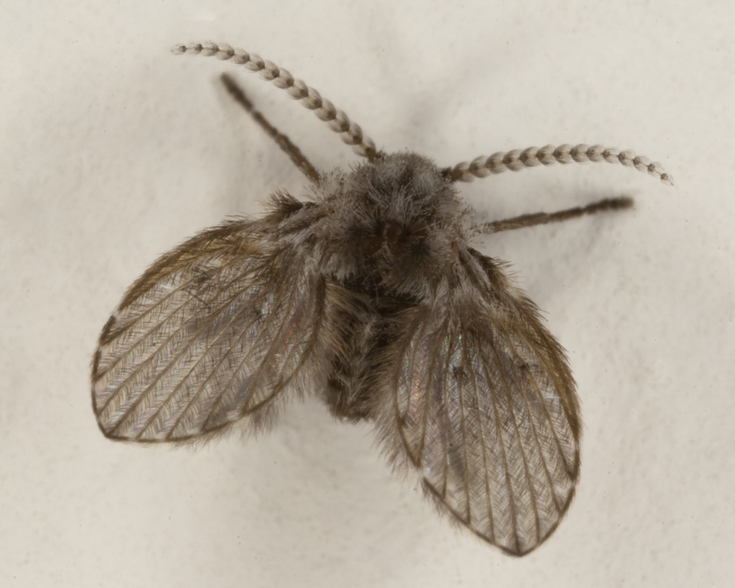 Drain Fly Control in Kissimmee | LydyBug Pest Control
