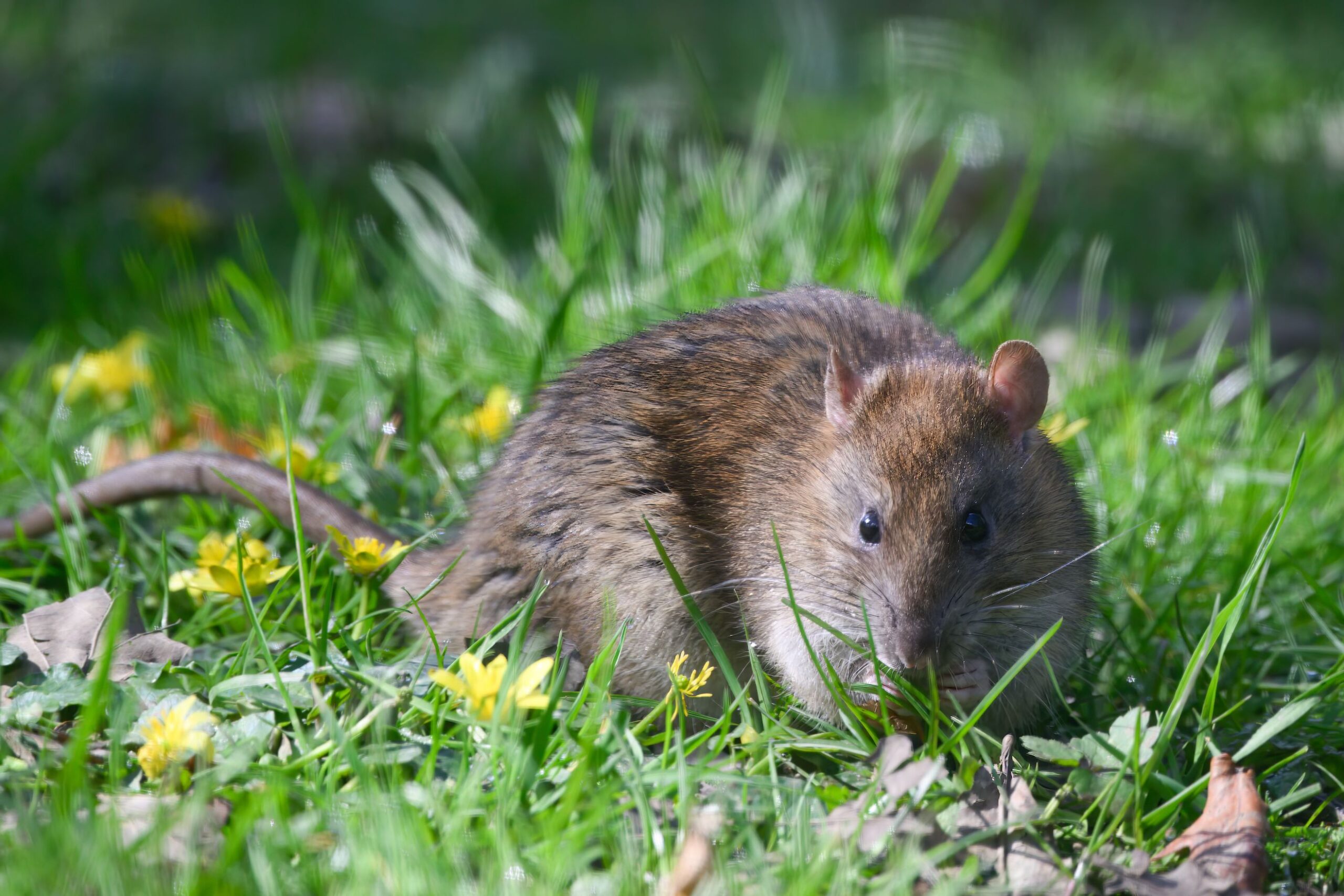 Rodent Control Azalea Park | Why Rodents Invade Your Attic